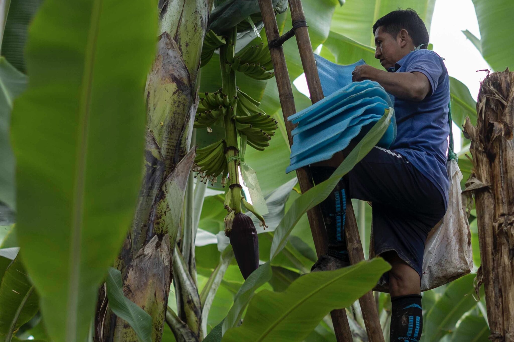Fairtrade and the Urgent Need for Living Wages in the Banana Sector ...